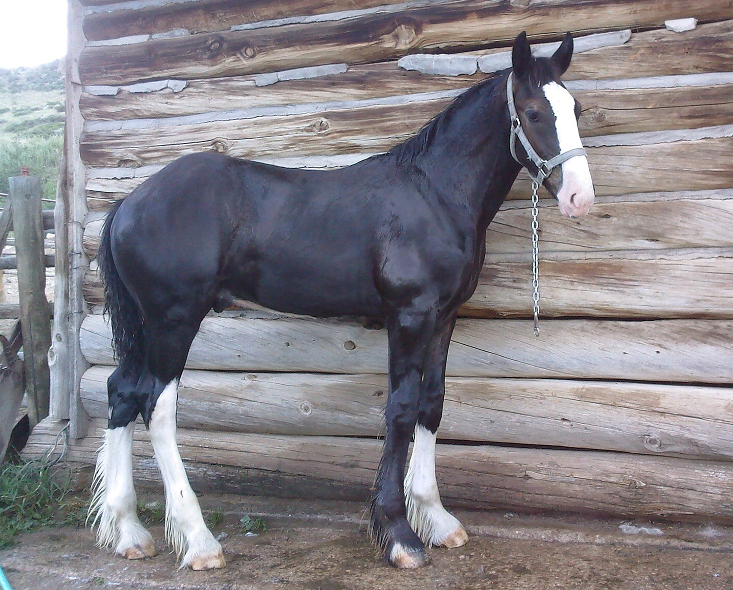 Photo Requirements | American Shire Horse Association