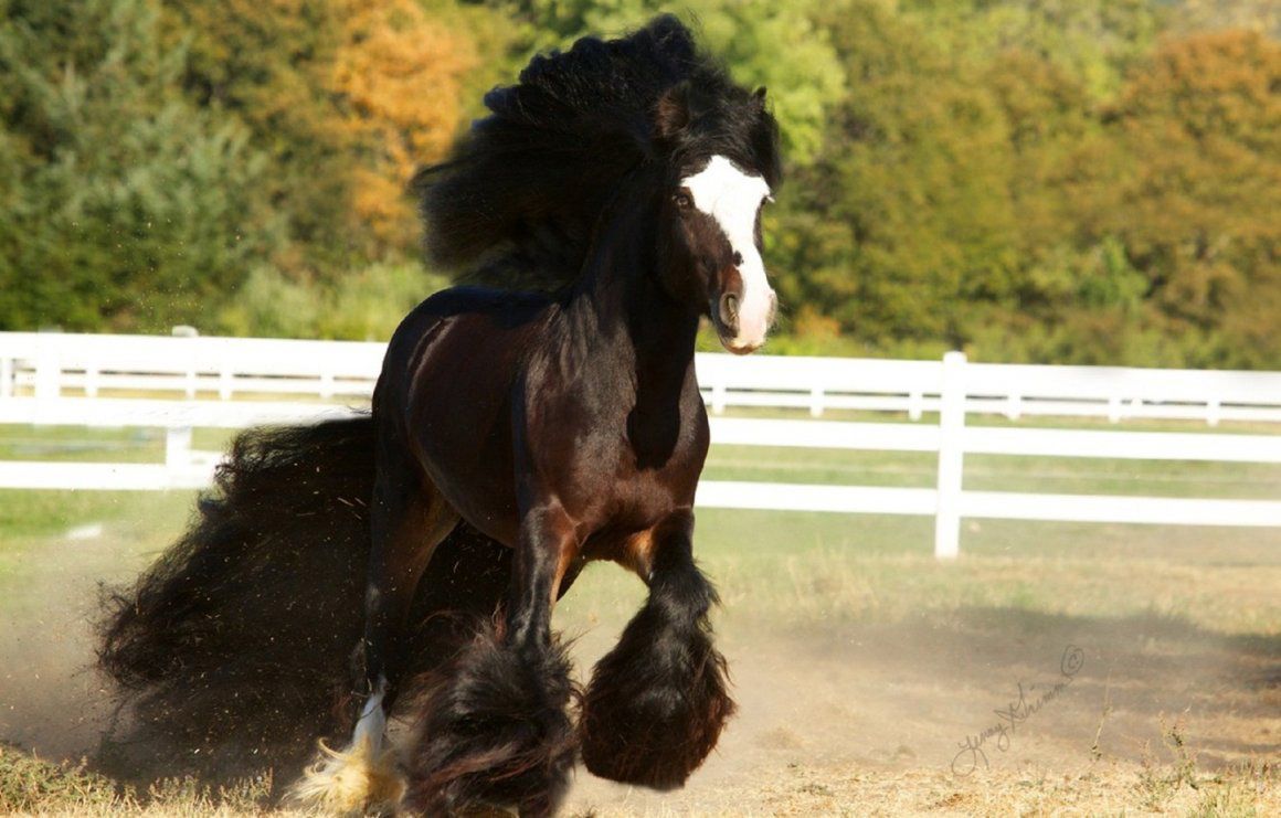 2008 Fall | American Shire Horse Association