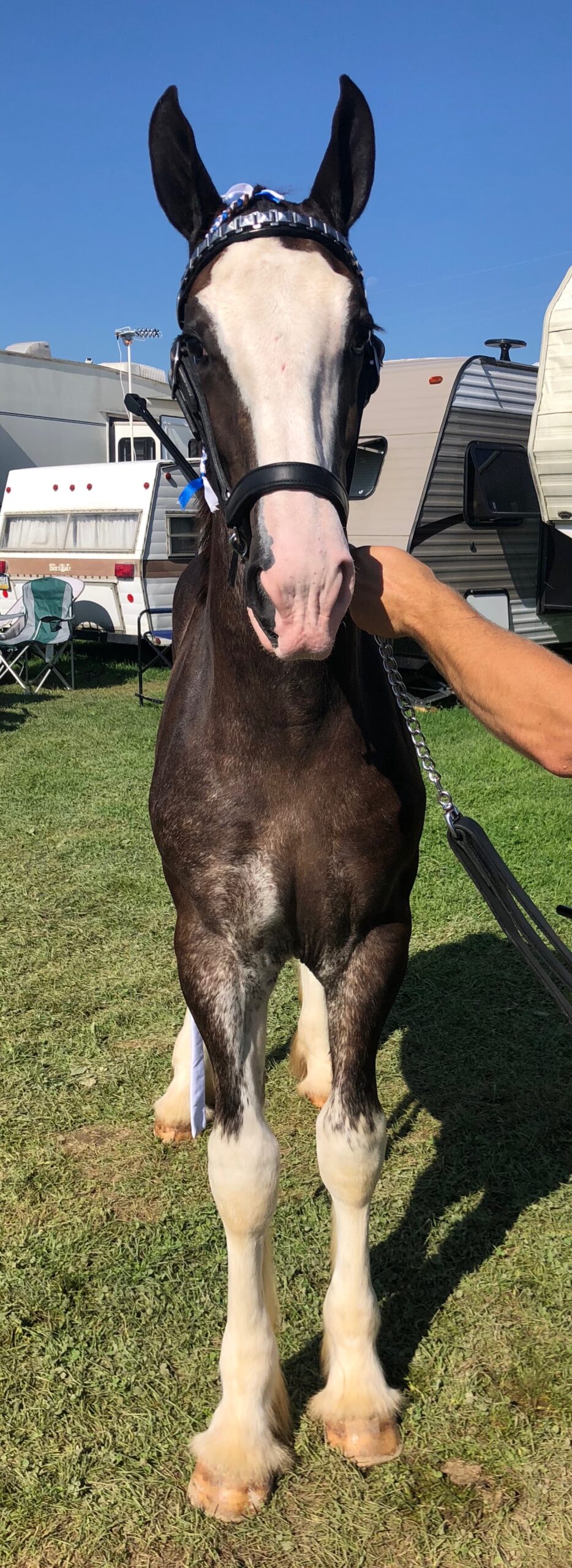 Photo Requirements | American Shire Horse Association