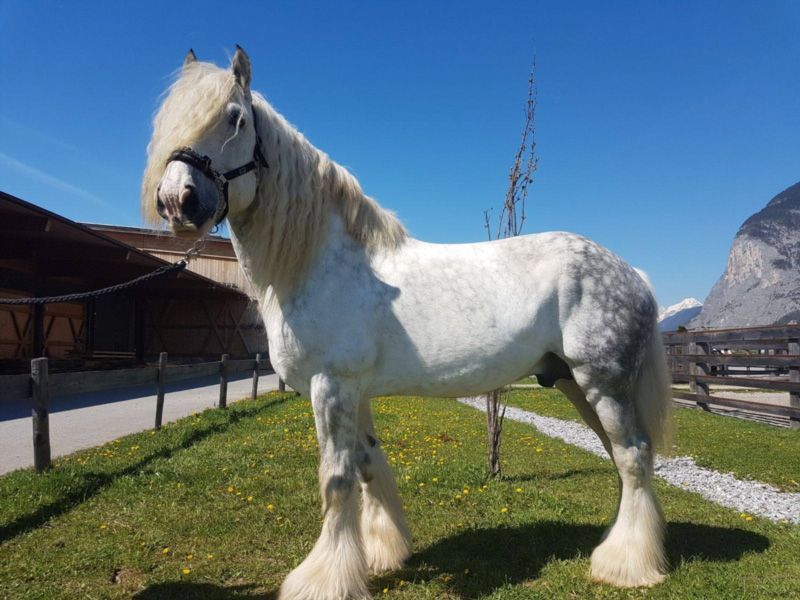 Announcing the AHR Annual! | American Shire Horse Association