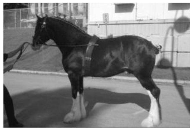 2012 Fall | American Shire Horse Association