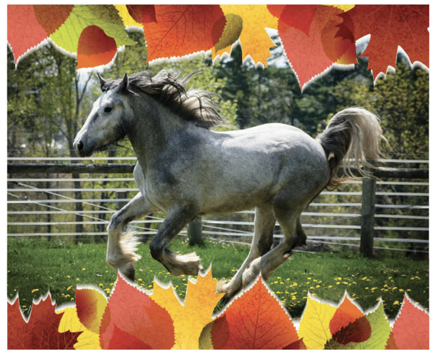 2015 Fall | American Shire Horse Association
