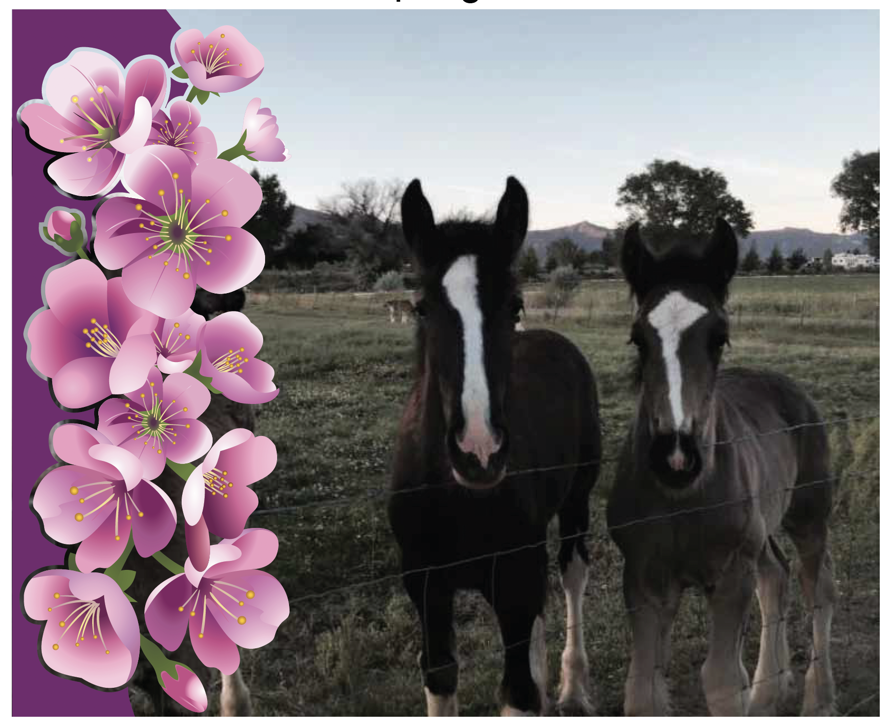 2016 Spring | American Shire Horse Association