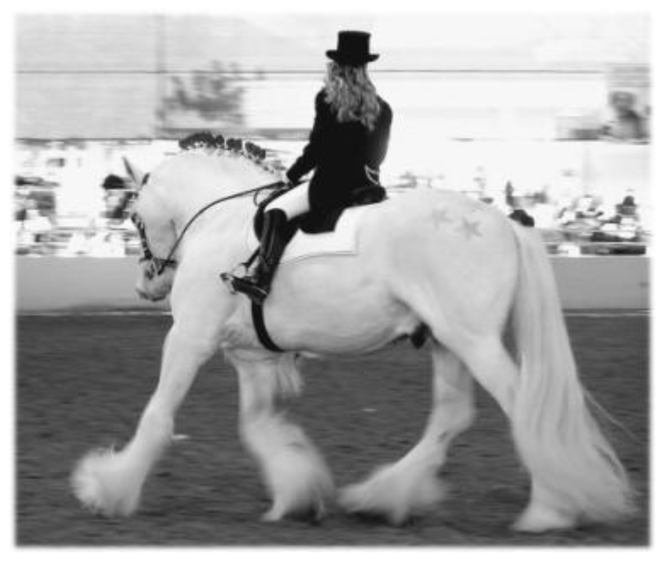 2011 Winter | American Shire Horse Association