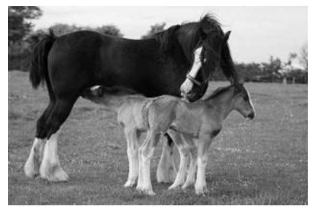 2012 Winter | American Shire Horse Association
