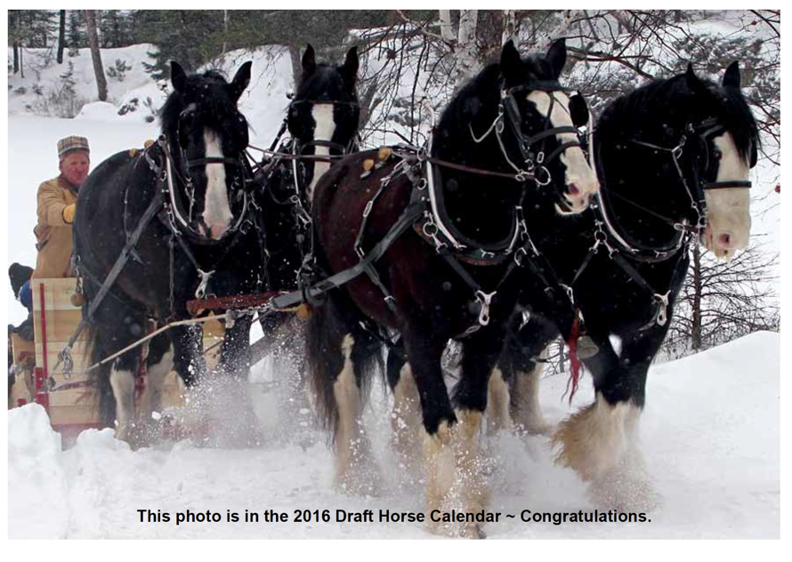 2015 Winter | American Shire Horse Association